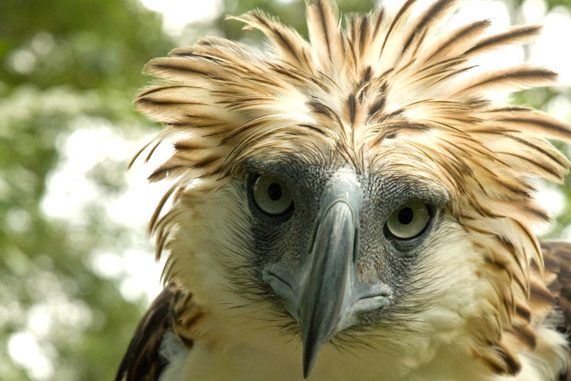 Agila the EKsperience – Enchanted Kingdom