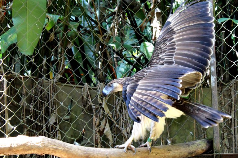 Agila the EKsperience – Enchanted Kingdom