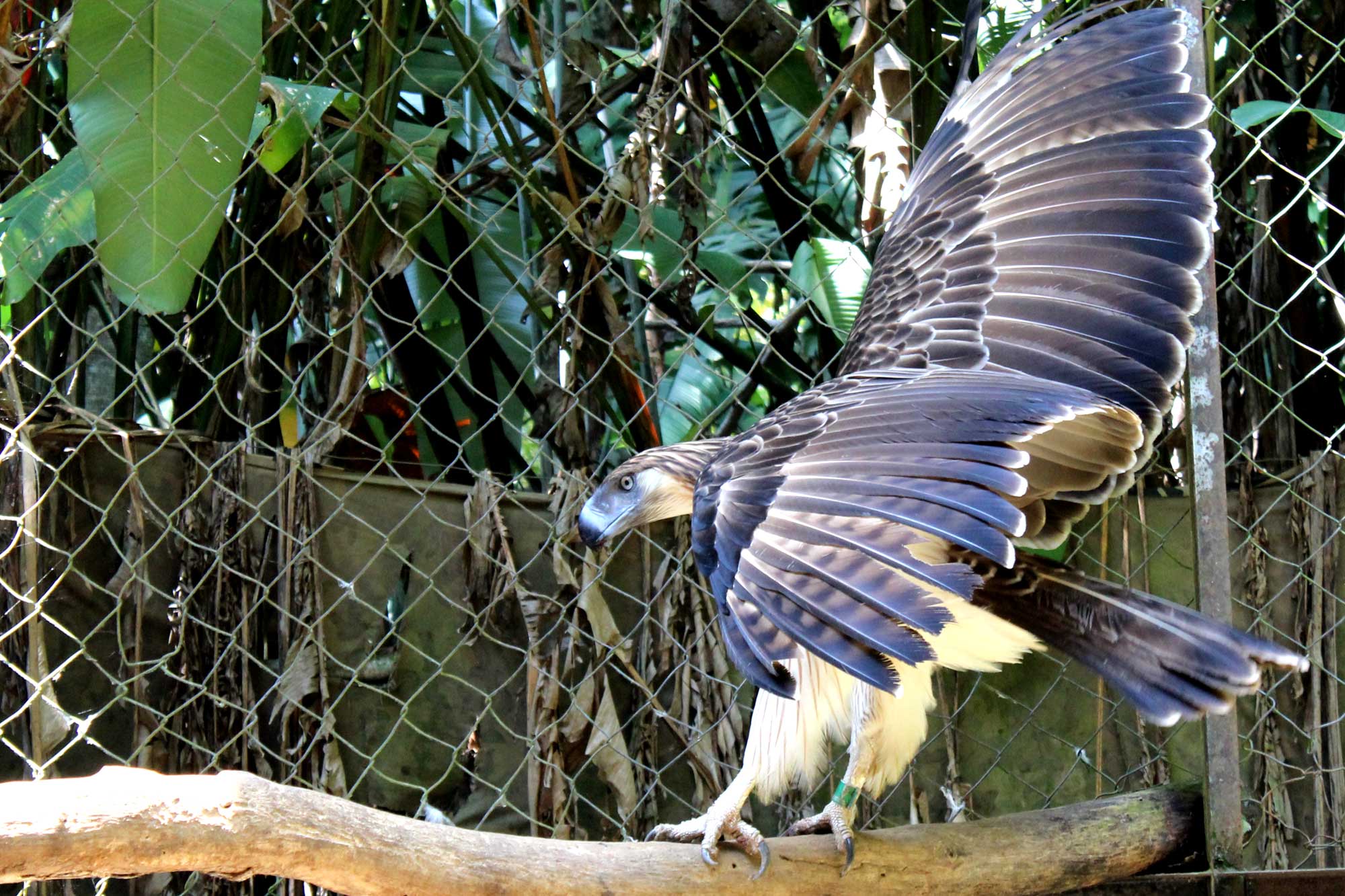 Agila the EKsperience – Enchanted Kingdom